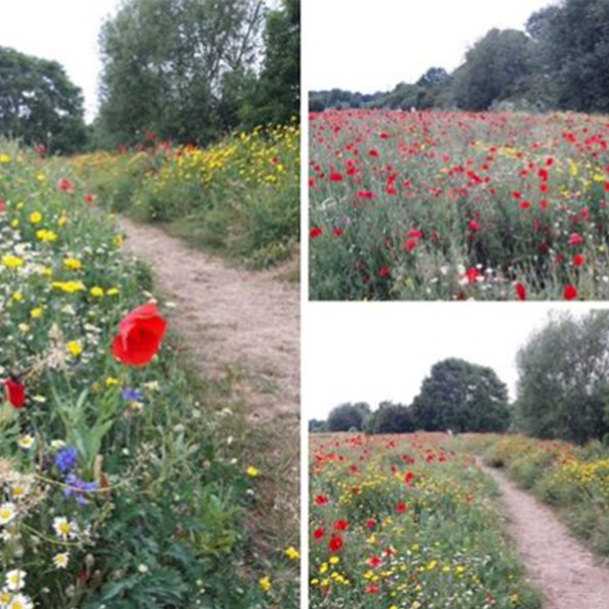Award-winning Biodiversity Project - Knowledge Base - University of ...
