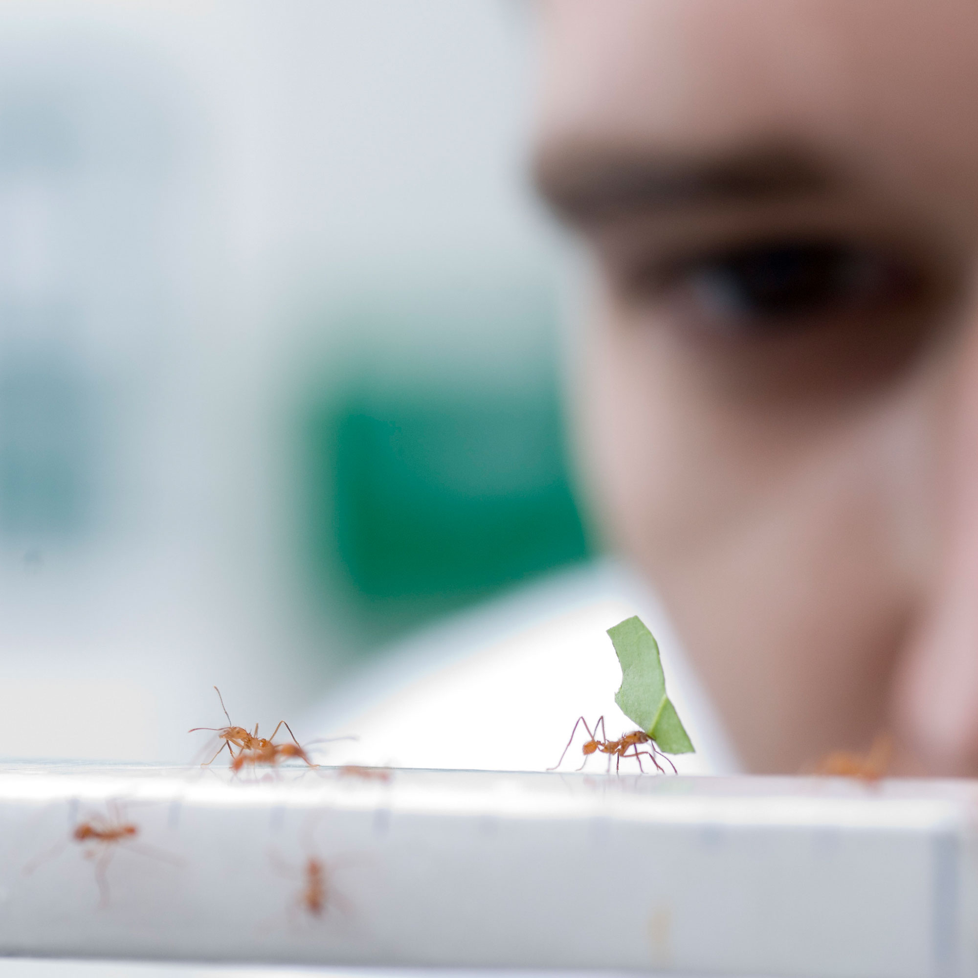 Will worked on ant behaviour - Student stories - University of ...