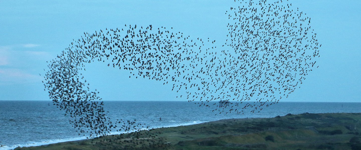 Starling scientists need your help - University of Gloucestershire