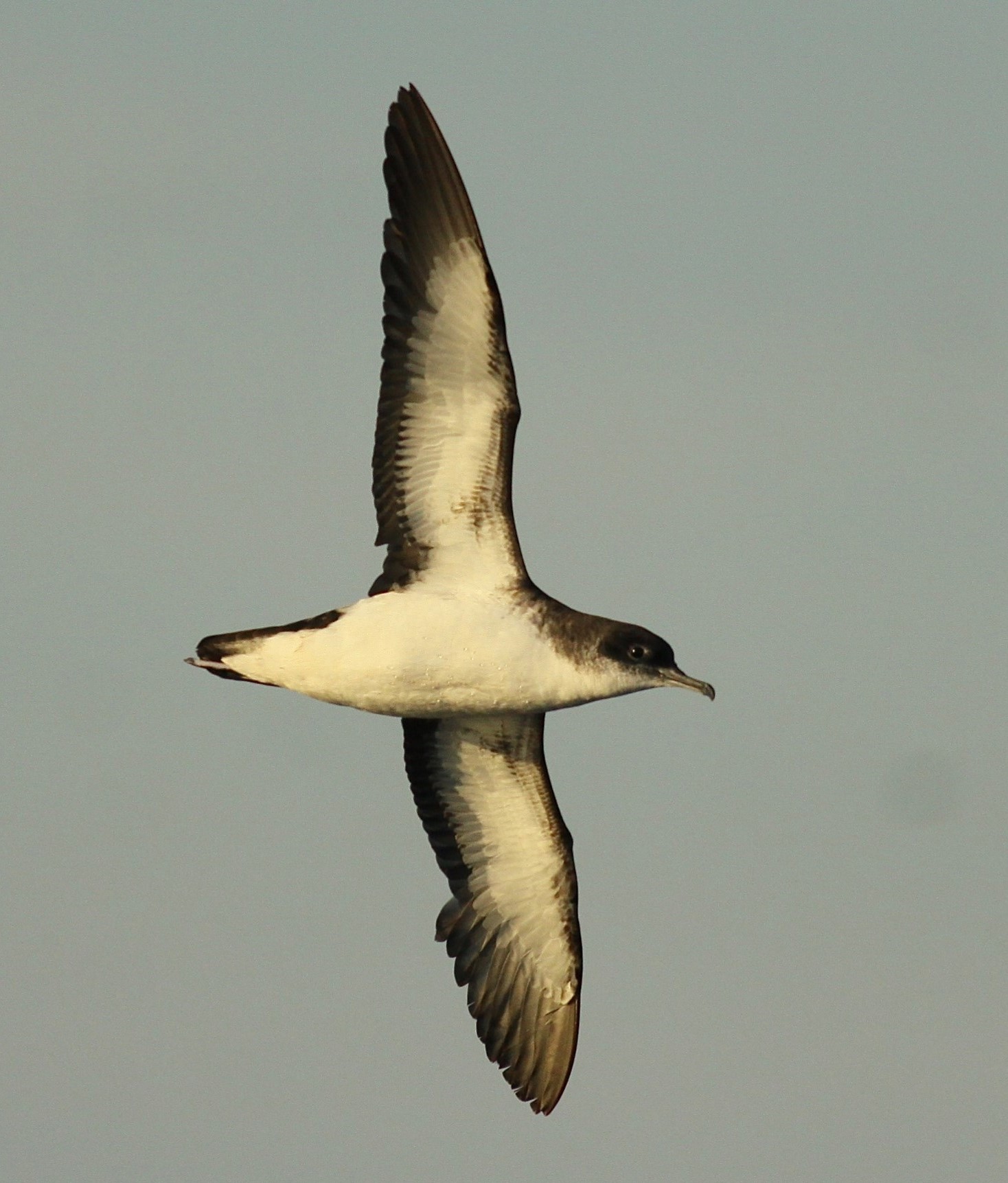 Research will explore impact of offshore wind farms on UK seabird ...